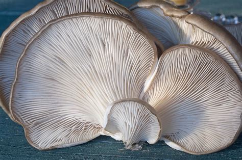 Beginner S Guide To Growing Mushrooms Indoors