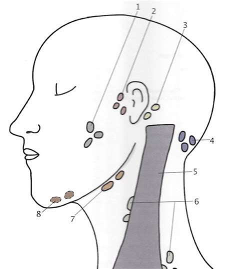 Lymph Drainage Diagram Diagram Quizlet
