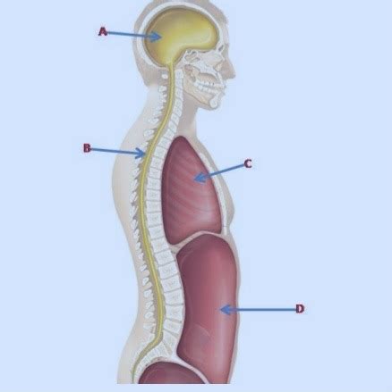 De Anatomy Mid Term Review Flashcards Quizlet
