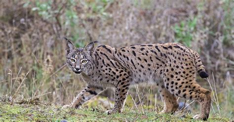 Lince Ibérico Lynx pardinus S O S iberianlynx linceiberico