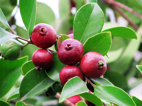 Guava Tree Image
