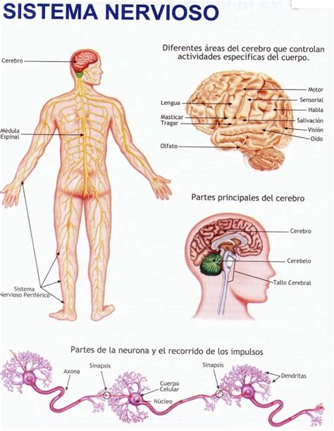 Esquema Del Sistema Nervioso Fotos Gu A