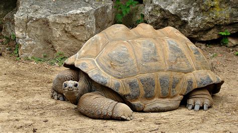 Żółw Gad Ogród Zoologiczny Darmowe zdjęcie na Pixabay Pixabay
