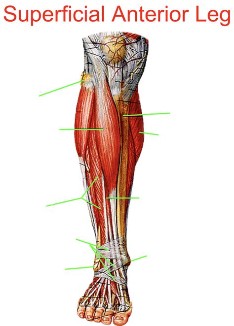 Superficial Anterior Lower Leg Diagram Quizlet