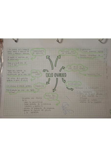 Ciclo Ov Rico Menstrual Y Fecundaci N Luciana Herrera Udocz