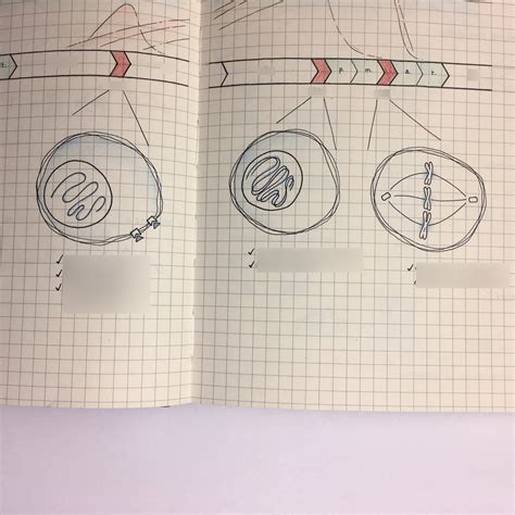 Biology 142 Cell Cycle Checkpoints Diagram Quizlet