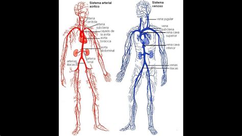 LAS DIFERENCIAS ENTRE ARTERIAS Y VENAS IMPORTANCIA YouTube
