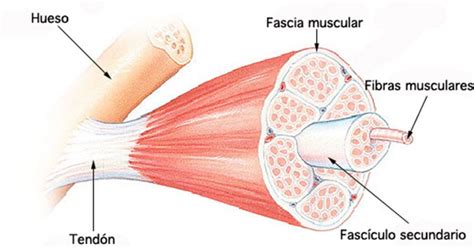Tipo De Fibras Musculares Petit Fit By Cris