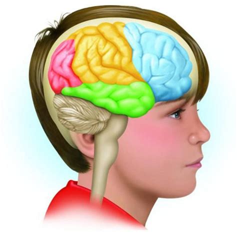 El cerebro del niño en sus primeros años Tu Psicóloga de confianza en