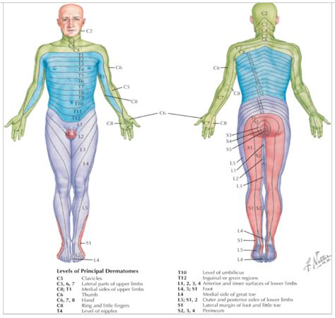 Dermatome Map Upper Extremity San Antonio Map
