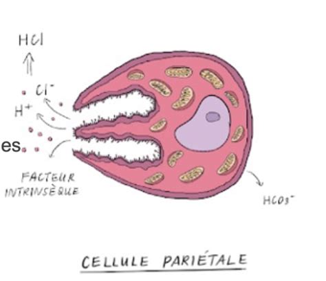 Cours 3 Physiologie Flashcards Quizlet