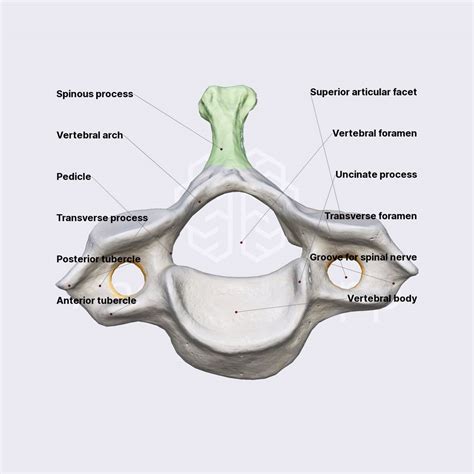 Cervical Vertebrae Anatomy C7