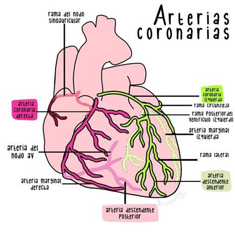 Coronary Arteries Coronary Arteries Arteria Coronaria Dibujo