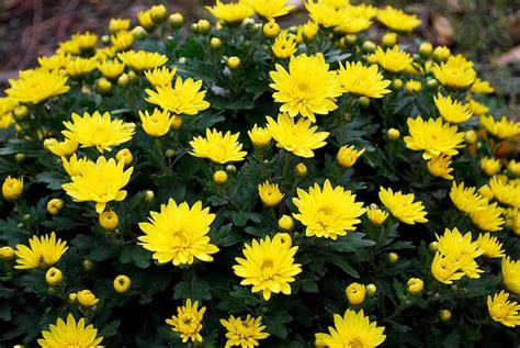 Una planta con flores amarillas que están en una maceta Foto Premium