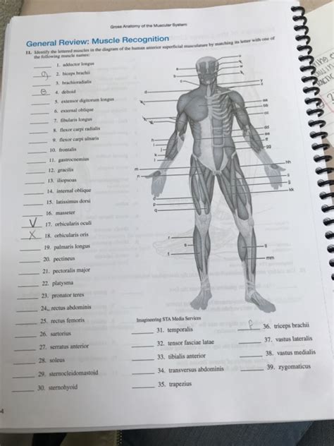Gross Anatomy Of The Muscular System Review Sheet Anatomical Charts