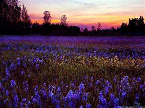 Pin by J é s s i c a on frases poemas Sunset Nature pictures Meadow