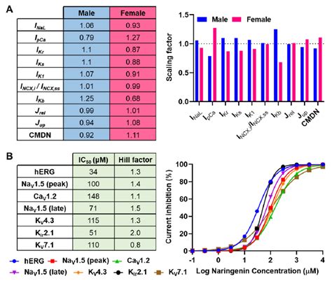 sex specific ionic modifications implemented in the human ventricular download scientific