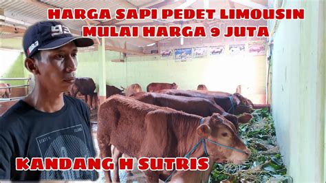 Harga Sapi Pedet Limosin Mulai Harga 9 Juta Di Kandang H Sutris YouTube