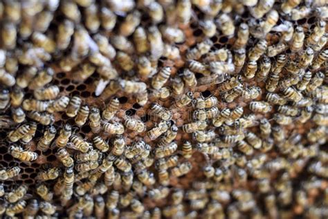 Un Racimo Denso De Enjambres De Abejas En Las Abejas Los Abejones Y El
