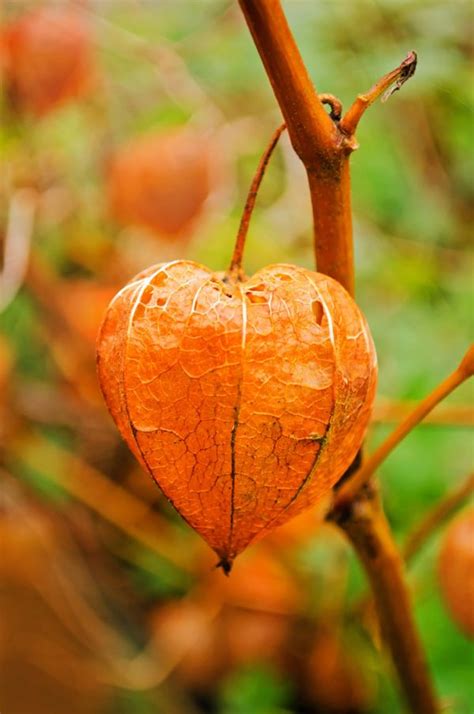 Free Images Tree Branch Leaf Flower Food Produce Healthy Shrub