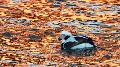 Hay Muchas Aves Hermosas Que Solo Puedes Ver En Invierno Espanol News