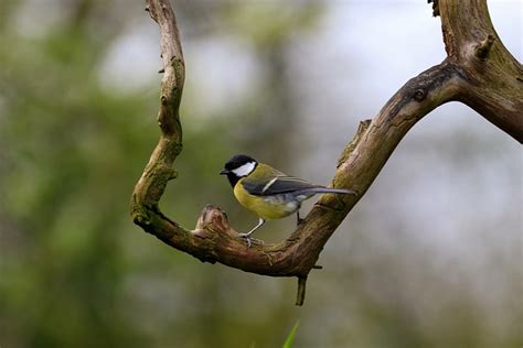 Vogel Vogelkunde Kohlmeise Kostenloses Foto Auf Pixabay Pixabay