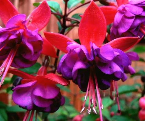 Tudo Sobre O Brinco De Princesa Como Cultivar A Flor Pendente