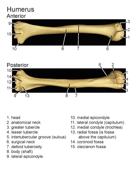 Humerus Labeled
