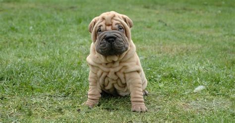 Shar pei características carácter y cuidados