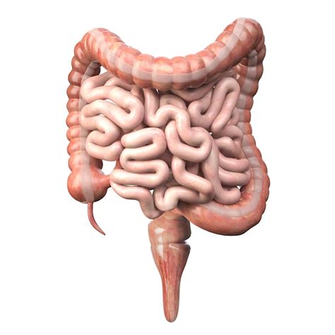 Intestino Grueso Y Delgado Aislado En Blanco Anatom A Del Sistema