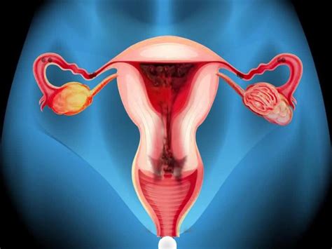 Tampon Detox Herbal Vaginal Punto Limpio Perla Yoni Buy Tampones De