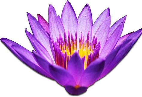 Details 284 Lirio Acuatico Morado Abzlocal Mx