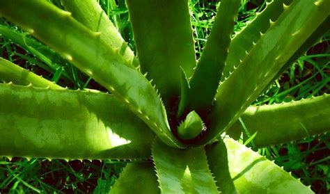 Plantas Medicinales Que Debe Tener En Su Casa