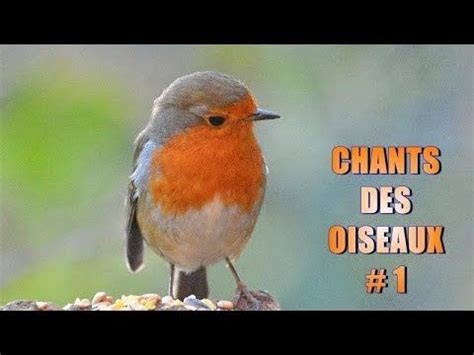 CHANTS Des OISEAUX 1