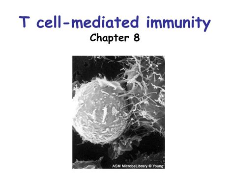 Ppt T Cell Mediated Immunity Chapter 8 Powerpoint Presentation Free Download Id295233