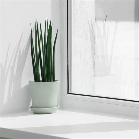 Planta Lança de são jorge Guia de como cuidar onde colocar e