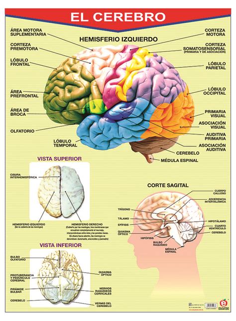 Póster Las Partes Del Cerebro Teacher Made Twinkl 53 OFF