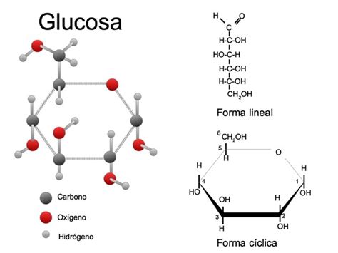 Glucosa qué es características estructura y fórmula Membrana