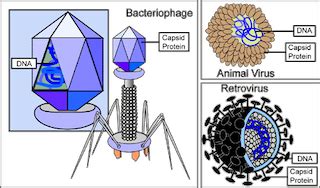 Capsid Function Structure Examples Lesson Study