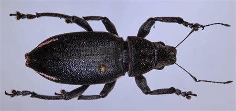 Réf 157844 INSECTA Coleoptera Curculionidae Brachyderes
