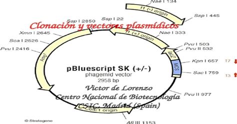 Clonación y vectores plasmídicos PPT Powerpoint