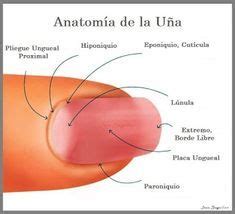 ANATOMÍA DE LA UÑA Pop art nails Manicure Nail shapes square