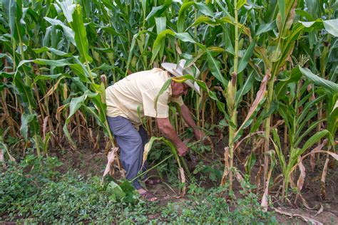 Productores de pequeña escala son los que nos dan de comer Secretaría