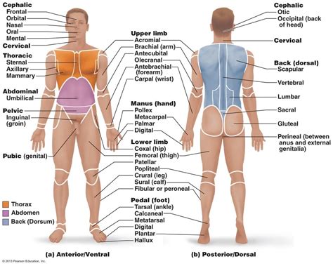 Anatomy And Physiology Chapters Study Guide Msjc Diagram Quizlet