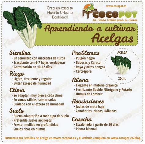 Guía completa para sembrar y cultivar acelgas con éxito en tu huerto