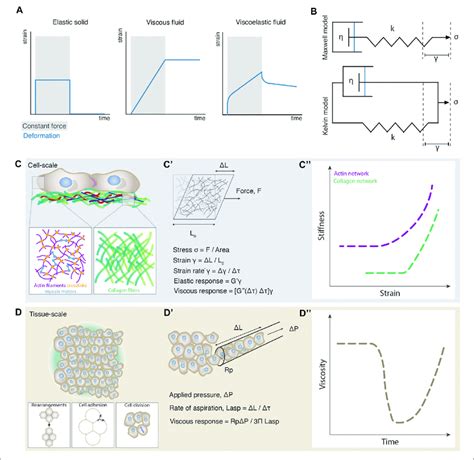 emergence of cell and tissue viscoelasticity a strain plots as a download scientific