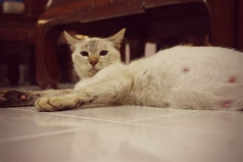 Cómo saber si mi gata está embarazada Nexo veterinarios