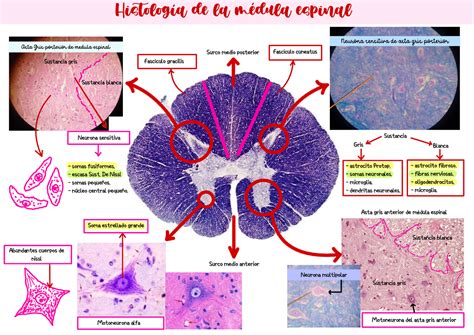 1 SEM1 medula espinal Histología de la médula espinal Asta Gris
