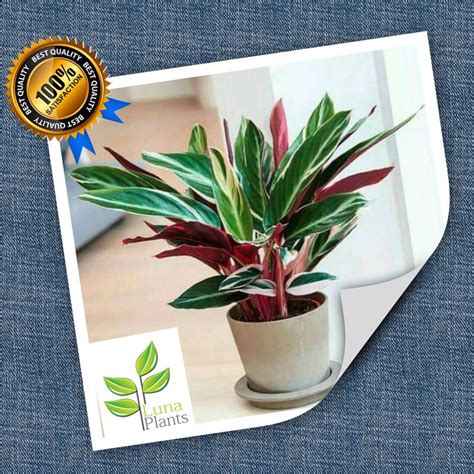 Jual Tanaman Hias Meranti Bali Calathea Meranti Bali Shopee Indonesia