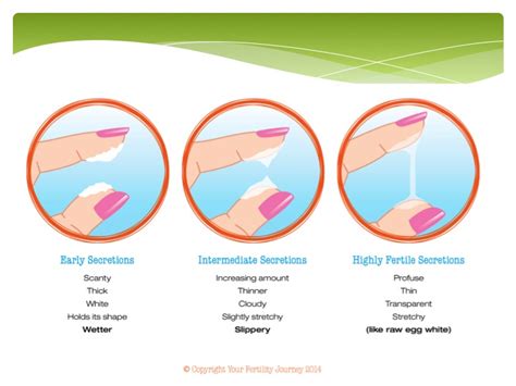Ovulation Mucus Cycle